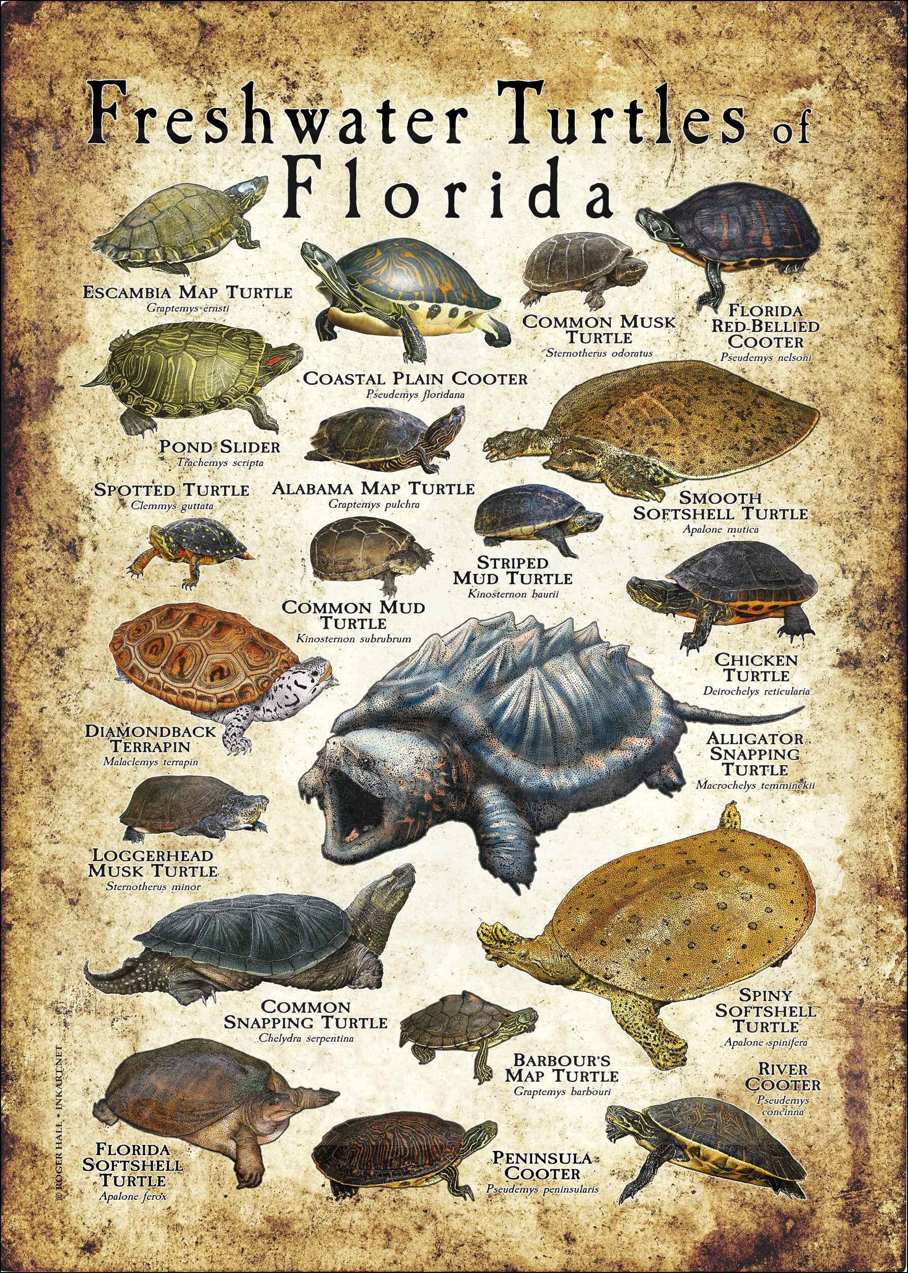 Central Florida Turtles