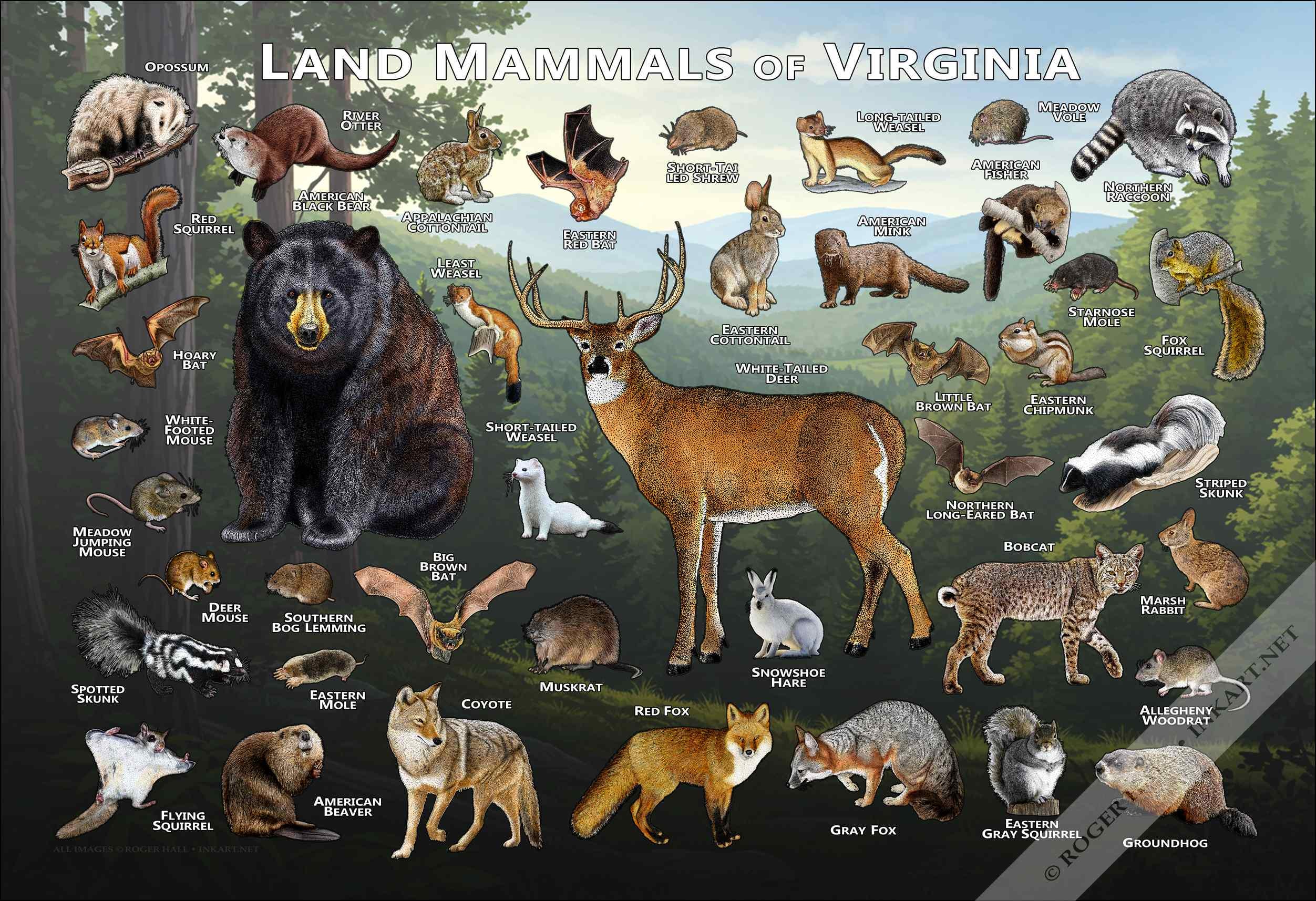Virginia Mammals Poster Print: Field Guide Art - Signed - Etsy