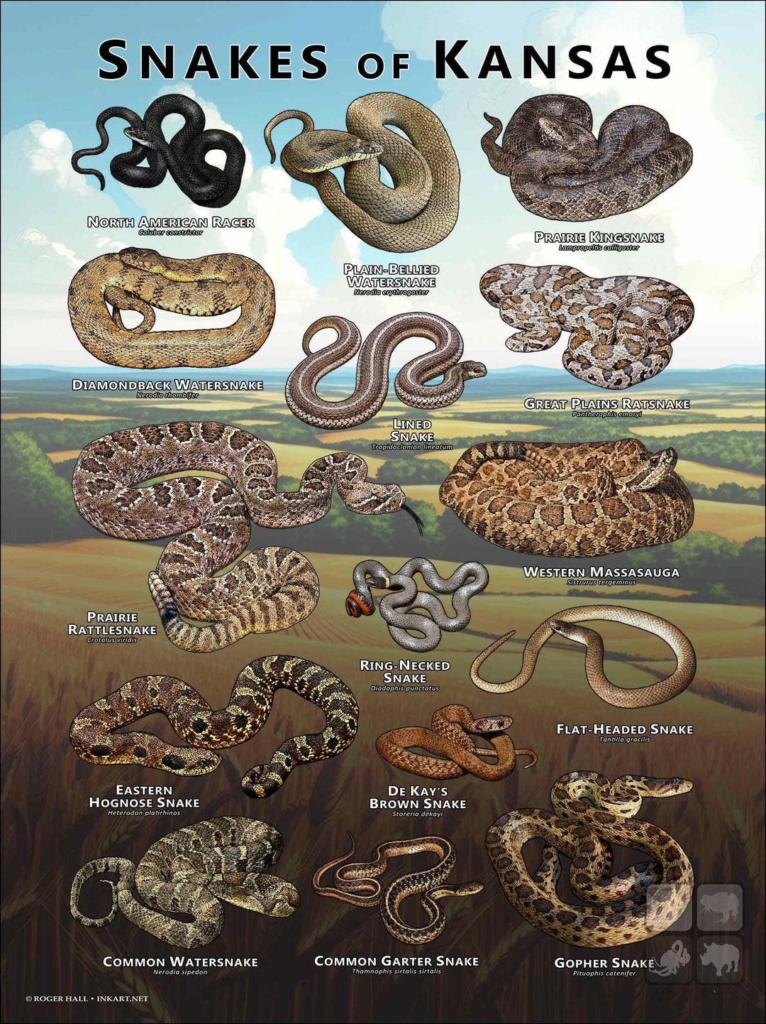 Snakes of Kansas Poster Print/field Guide - SIGNED BY ARTIST! - Etsy