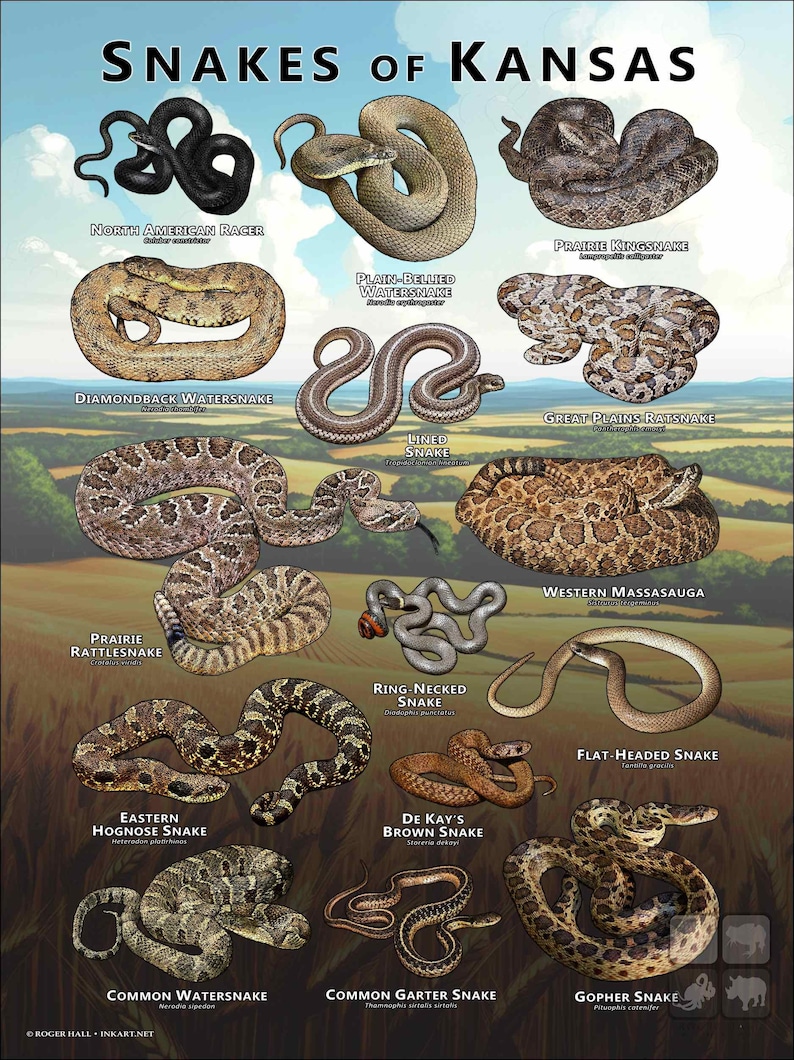 Snakes of Kansas Poster Print/field Guide - SIGNED BY ARTIST! - Etsy