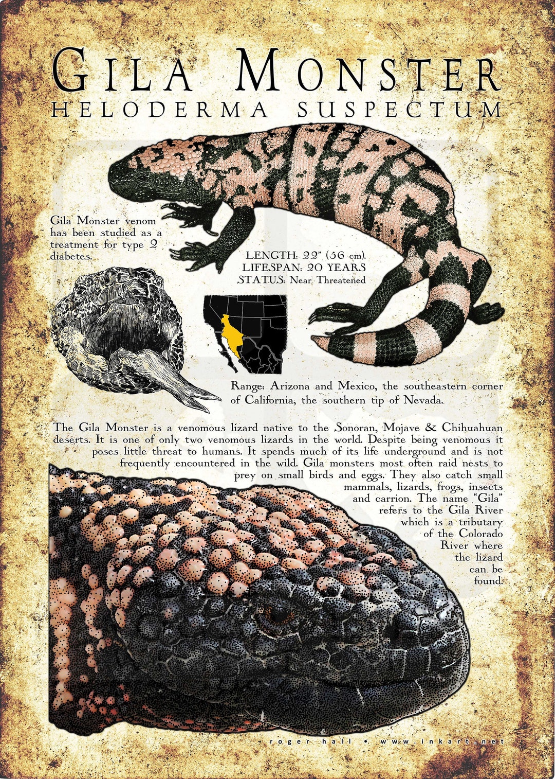 Gila Monster Poster Print - Etsy