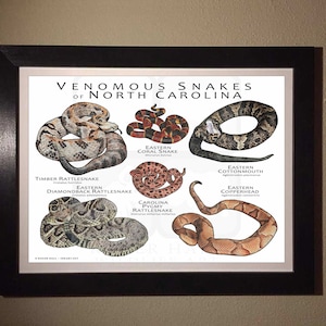Venomous Snakes of North Carolina Art Print / Field Guide - SIGNED BY ...