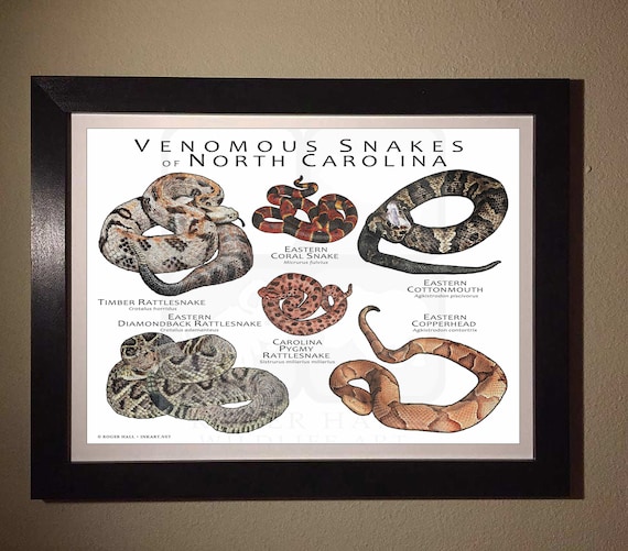 Poisonous Snakes Drawing With Names