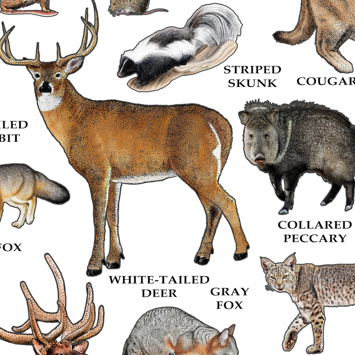 Mammals of Arizona Poster Print / Arizona Mammals Field Guide - Etsy