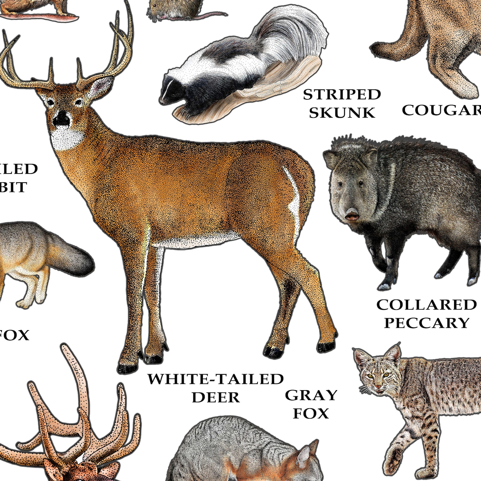 Mammals of Arizona Poster Print / Arizona Mammals Field Guide | Etsy