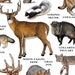 Mammals of Arizona Poster Print / Arizona Mammals Field Guide / Animals ...
