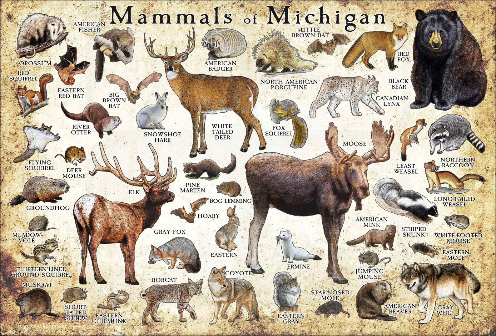 Mammals of Michigan Poster Print / Michigan Mammals Field - Etsy