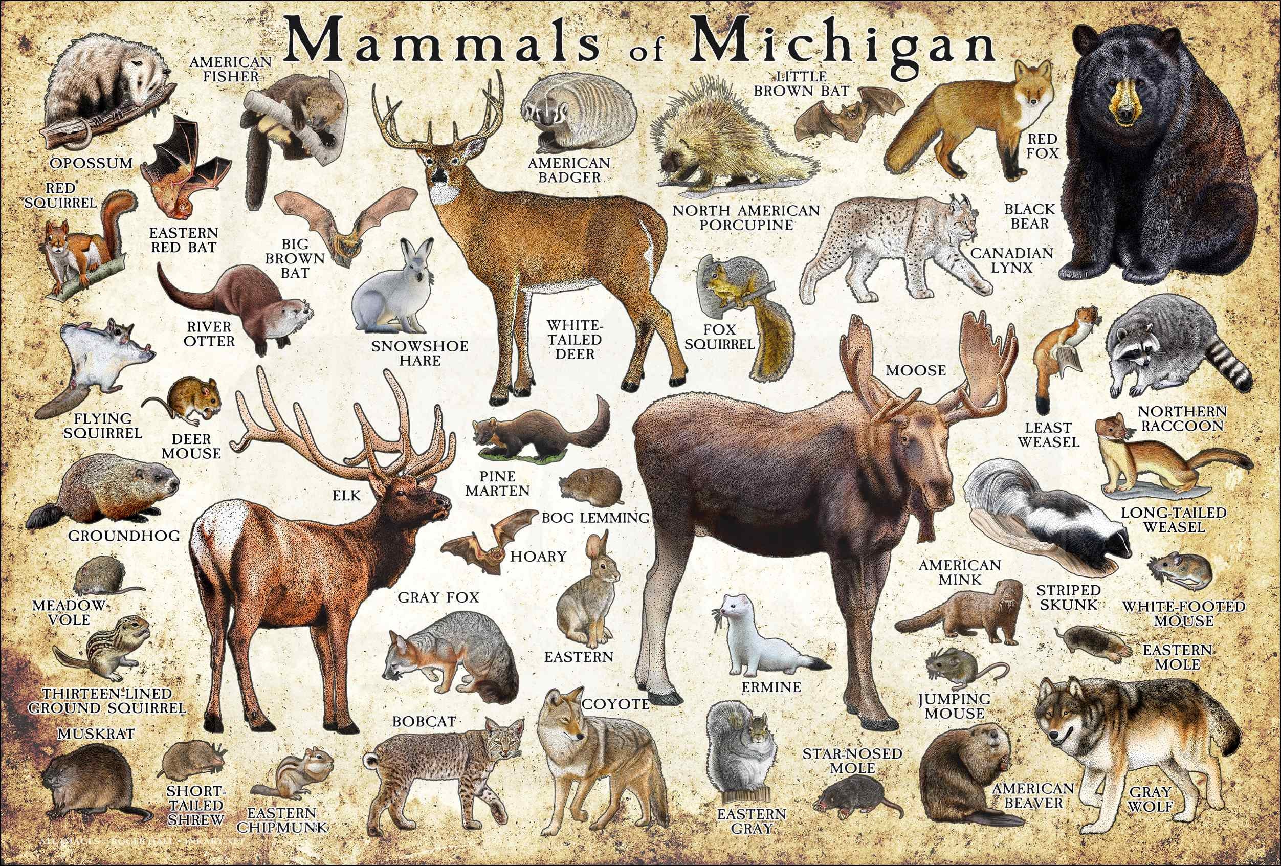 Mammals of Michigan Poster Print / Michigan Mammals Field - Etsy