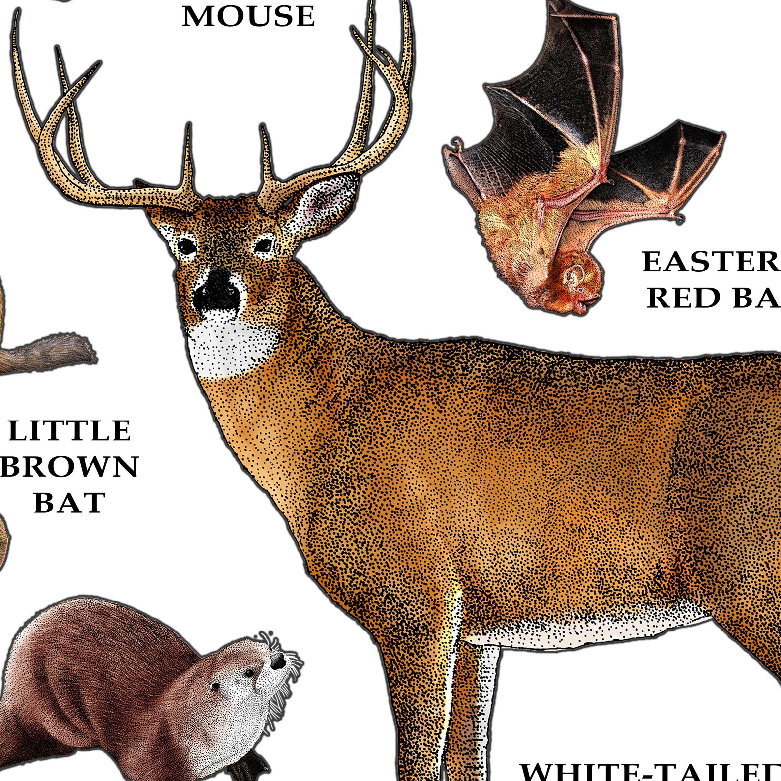 Land Mammals of Alabama Poster Print / Alabama Mammals Field - Etsy