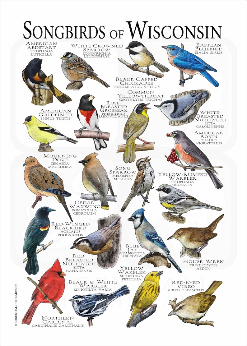 Songbirds of Wisconsin Poster Print Field Guide - Etsy