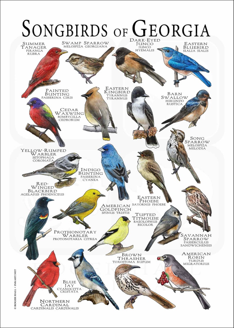 Songbirds of Georgia Poster Print Field Guide - Etsy