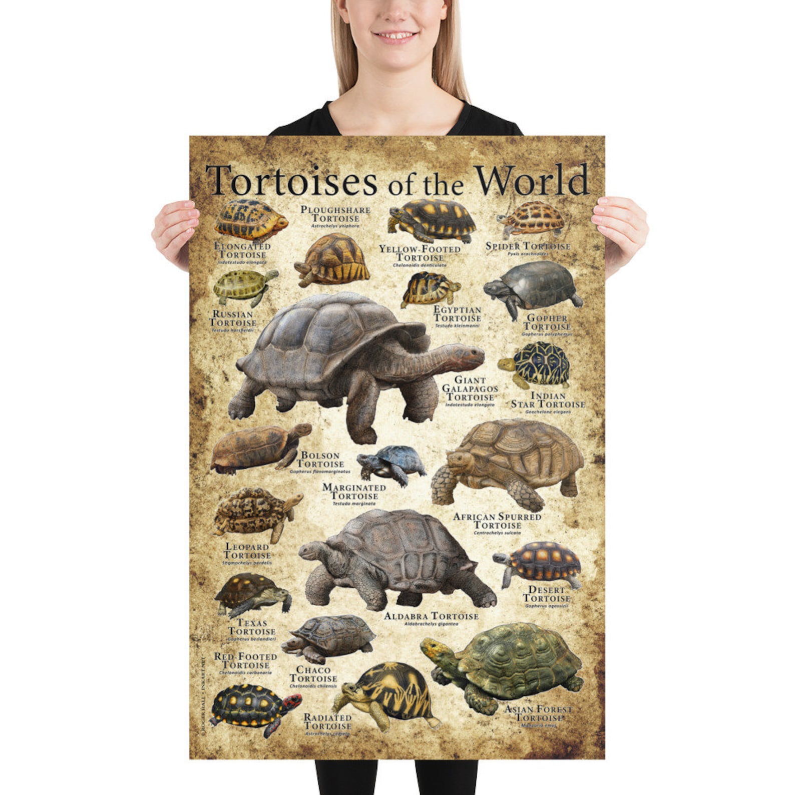 Tortoises of the World Poster Print | Etsy