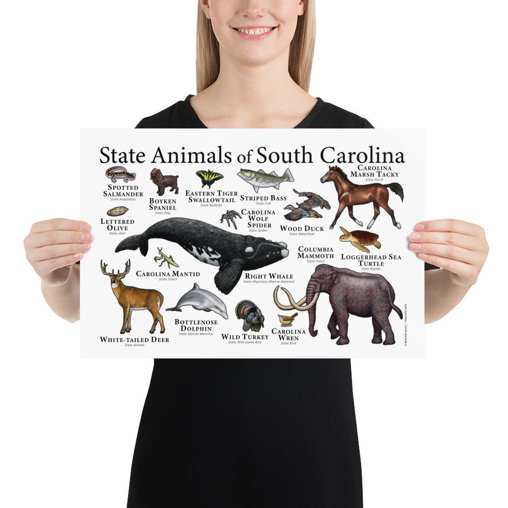 South Carolina State Animals - Etsy UK