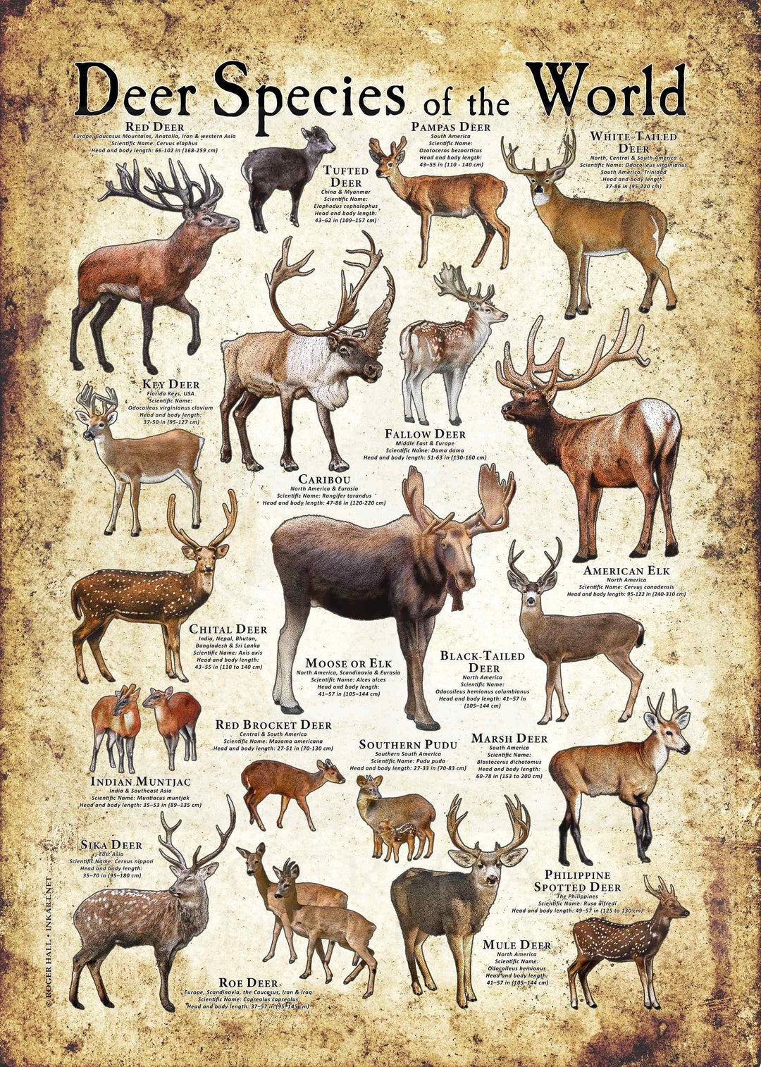 Buy Deer Species Of The World Poster Print Online In India Etsy