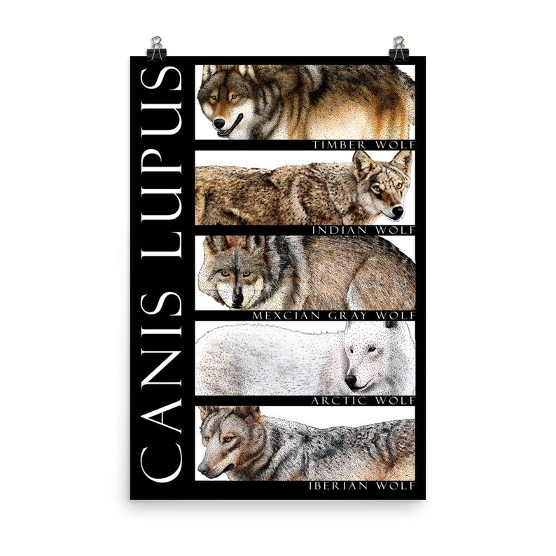 Wolves of the World Poster | Etsy