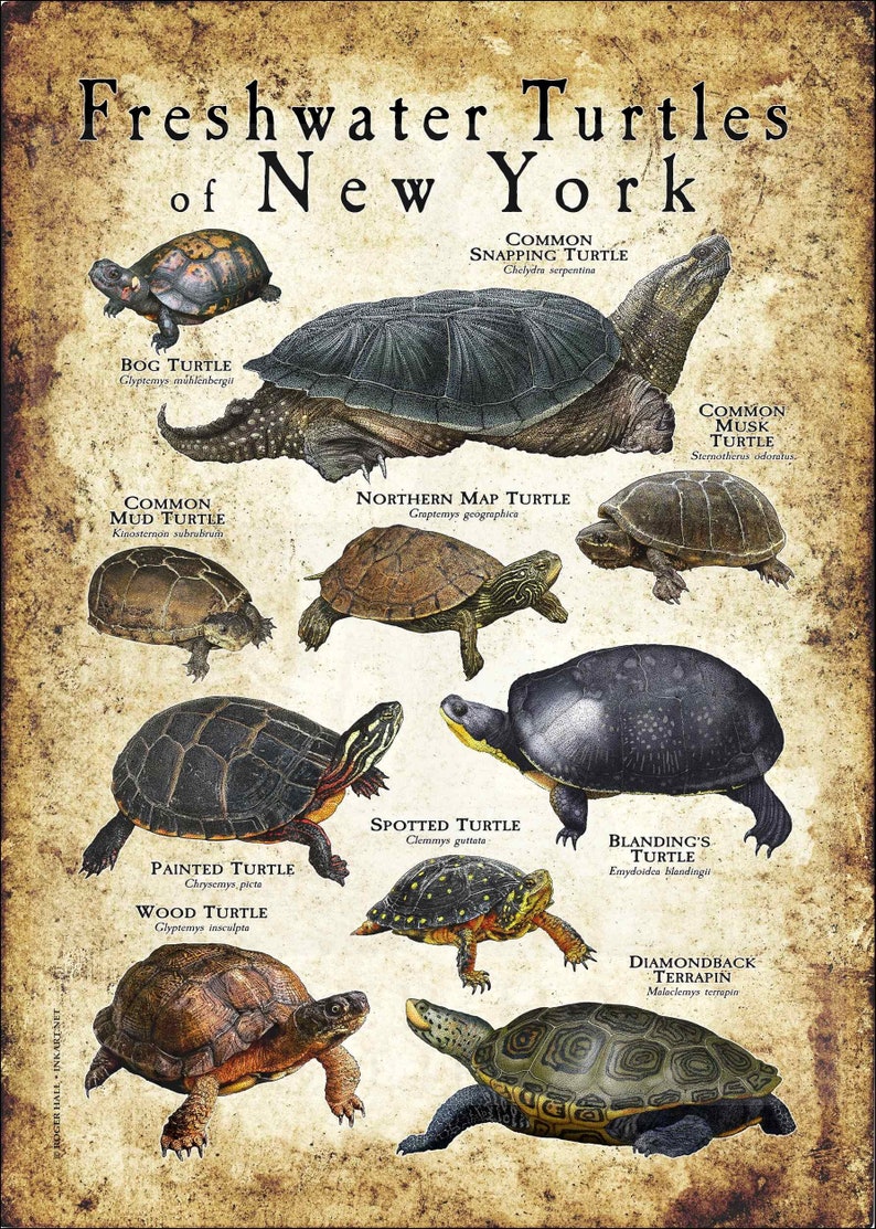 Freshwater Turtles of New York Poster Print/field Guide - SIGNED BY ...