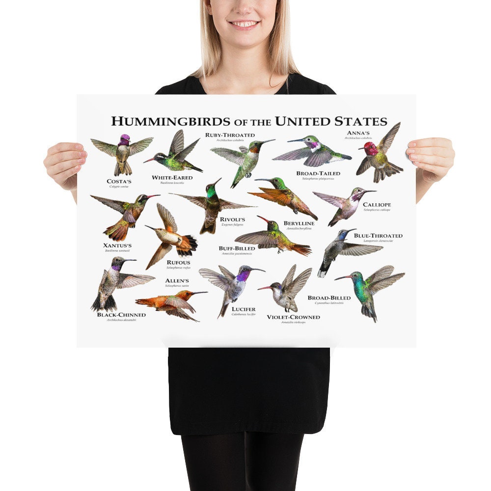 Hummingbirds of the United States Art Poster Print / Field - Etsy