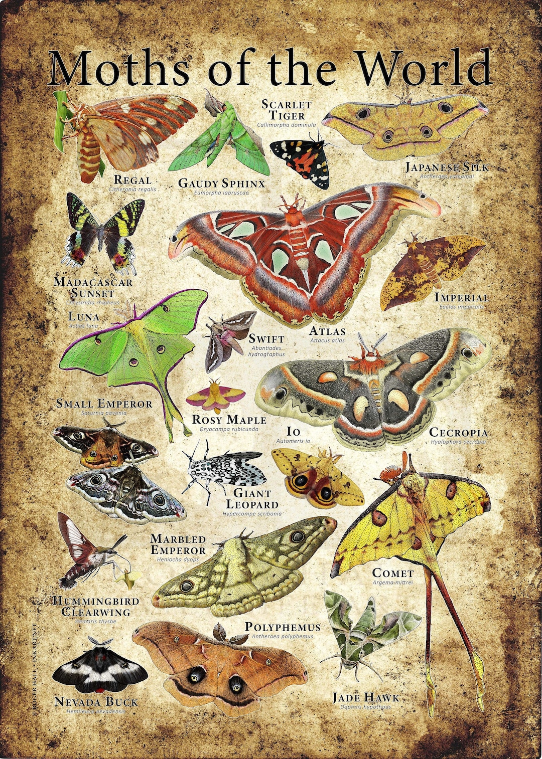 Moths of the World Poster Print - Etsy