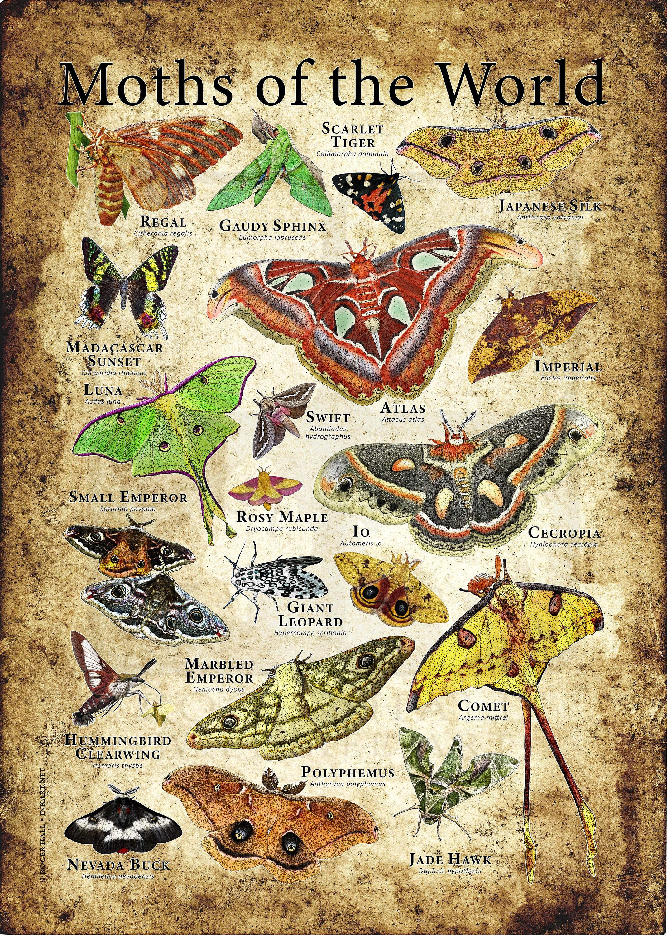Moths Of The World