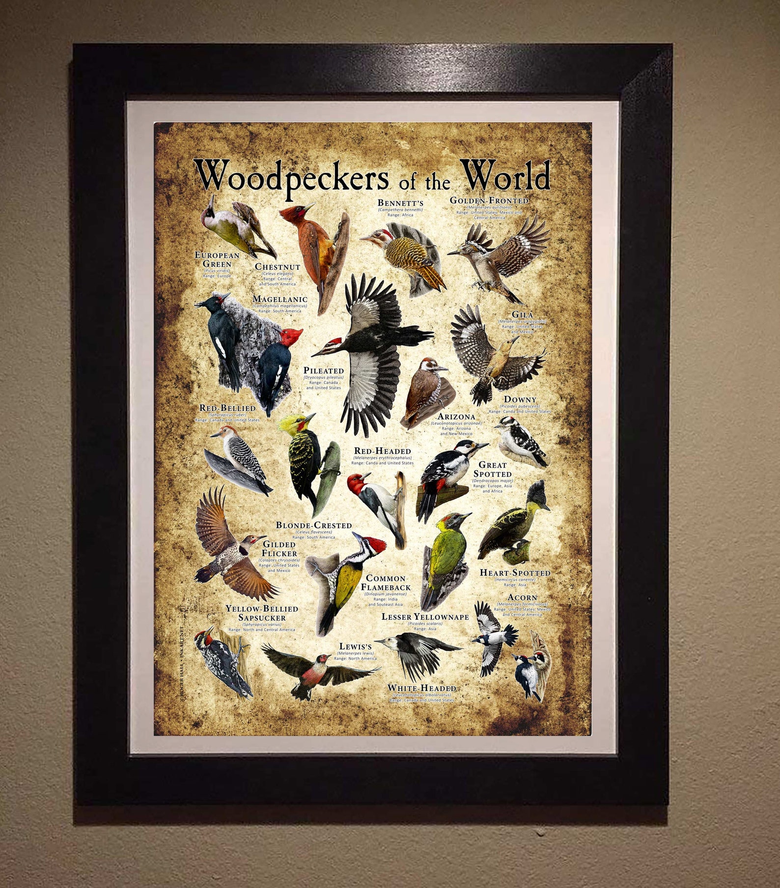 Woodpeckers of the World Poster Print - Etsy UK