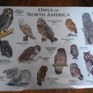 Owls of North America Poster Print - Etsy