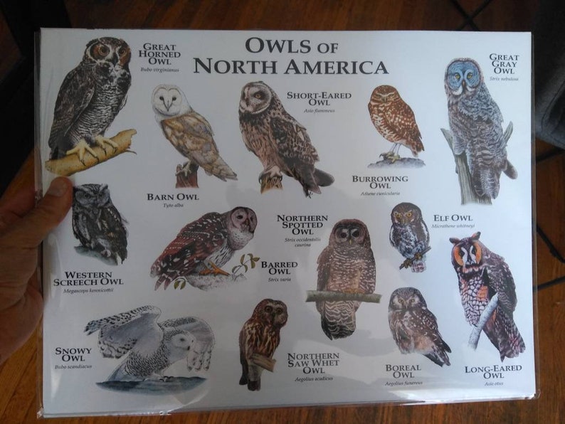 Owls of North America Poster Print | Etsy Canada