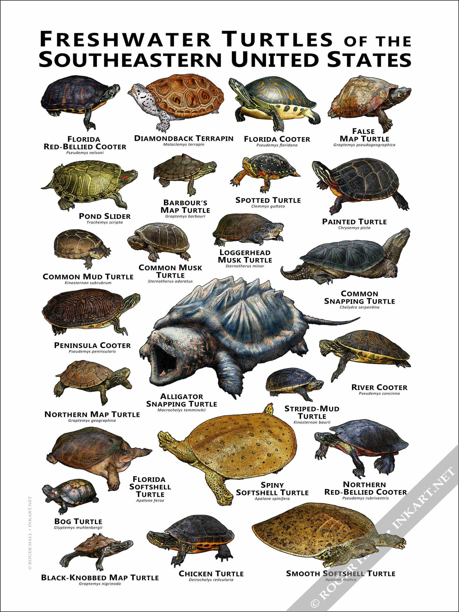 Freshwater Turtles of the Southeastern US Art Print / Field Guide ...