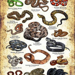 Snakes of North Carolina Poster Print/field Guide - SIGNED BY ARTIST ...