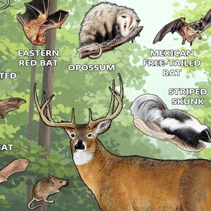 Alabama Mammals Poster Print: Signed Field Guide Art - Etsy