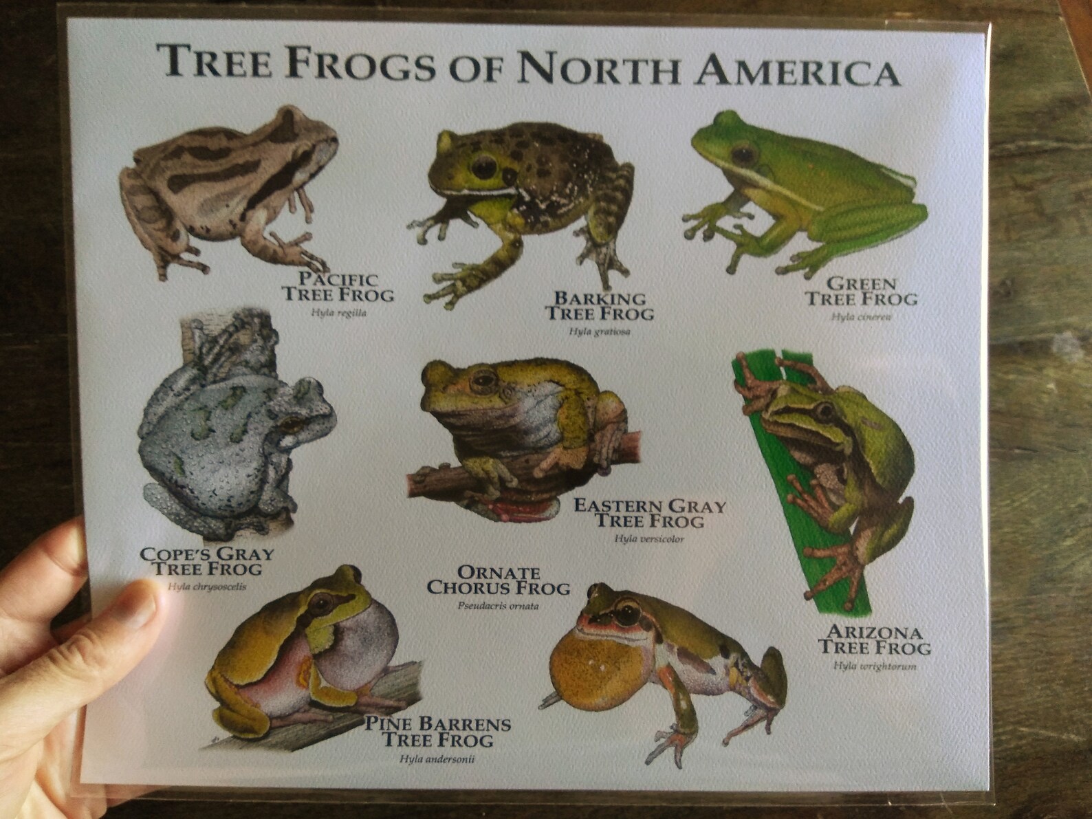 Treefrogs of North America Poster Print - Etsy