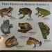 Treefrogs of North America Poster Print - Etsy