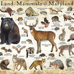 Land Mammals of Maryland Poster Print / Maryland Mammals Field Guide ...