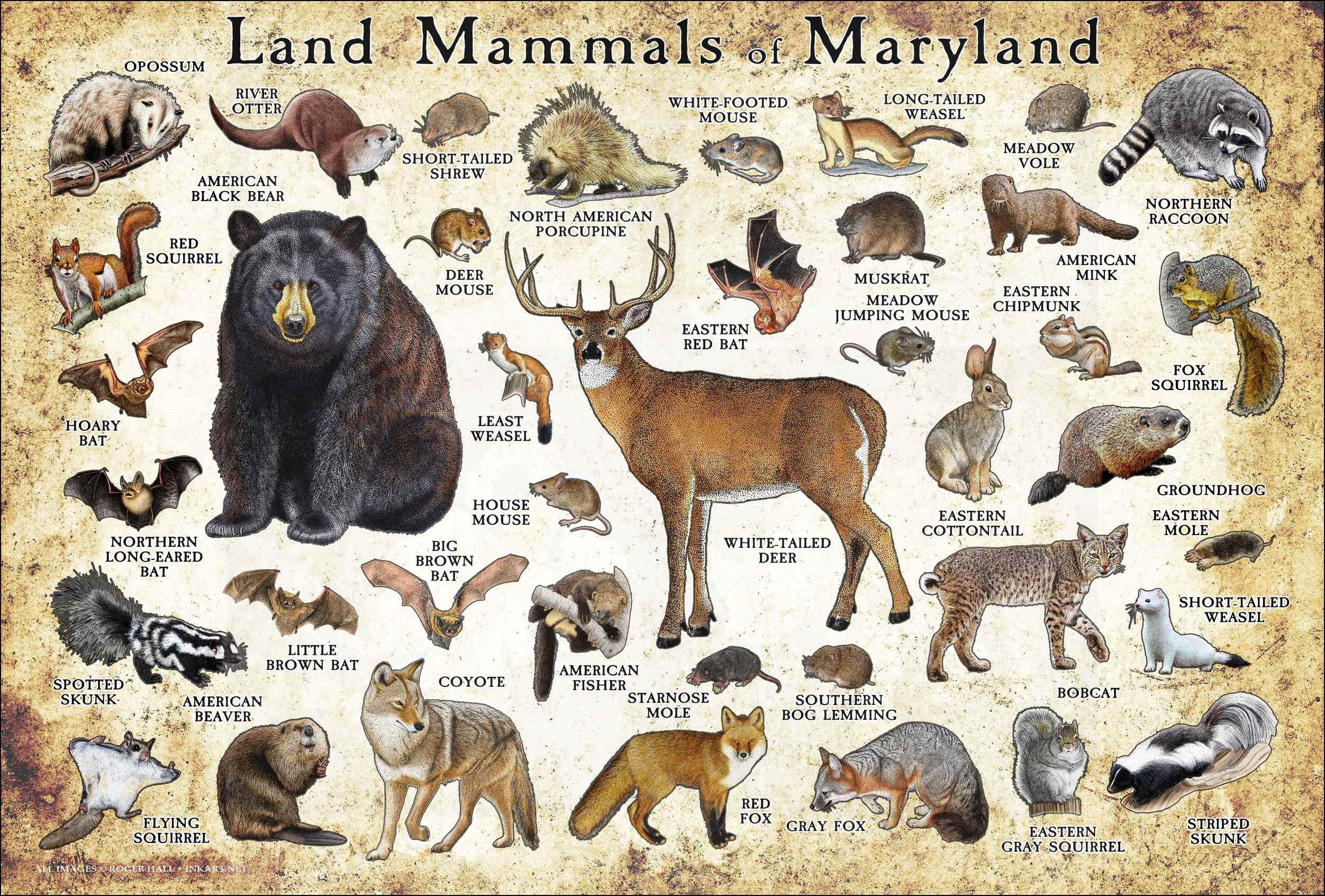 Land Mammals of Maryland Poster Print / Maryland Mammals Field - Etsy