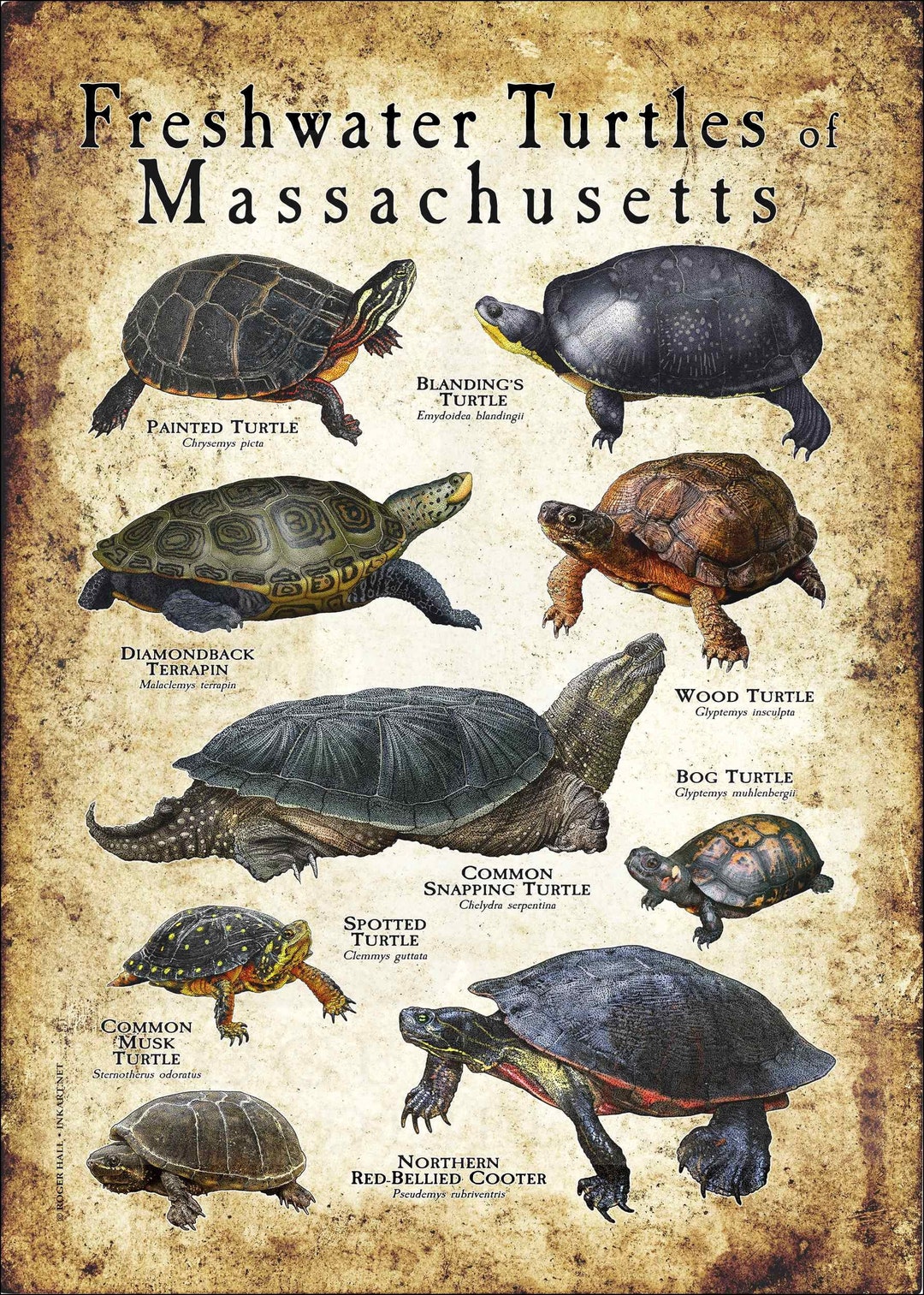 Freshwater Turtles of Massachusetts Poster Print/field Guide - SIGNED ...