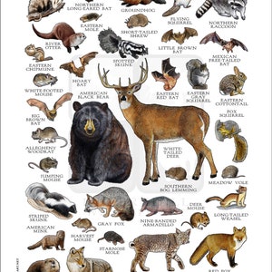 Mammals of Kentucky Poster Print / Kentucky Mammals Field Guide ...