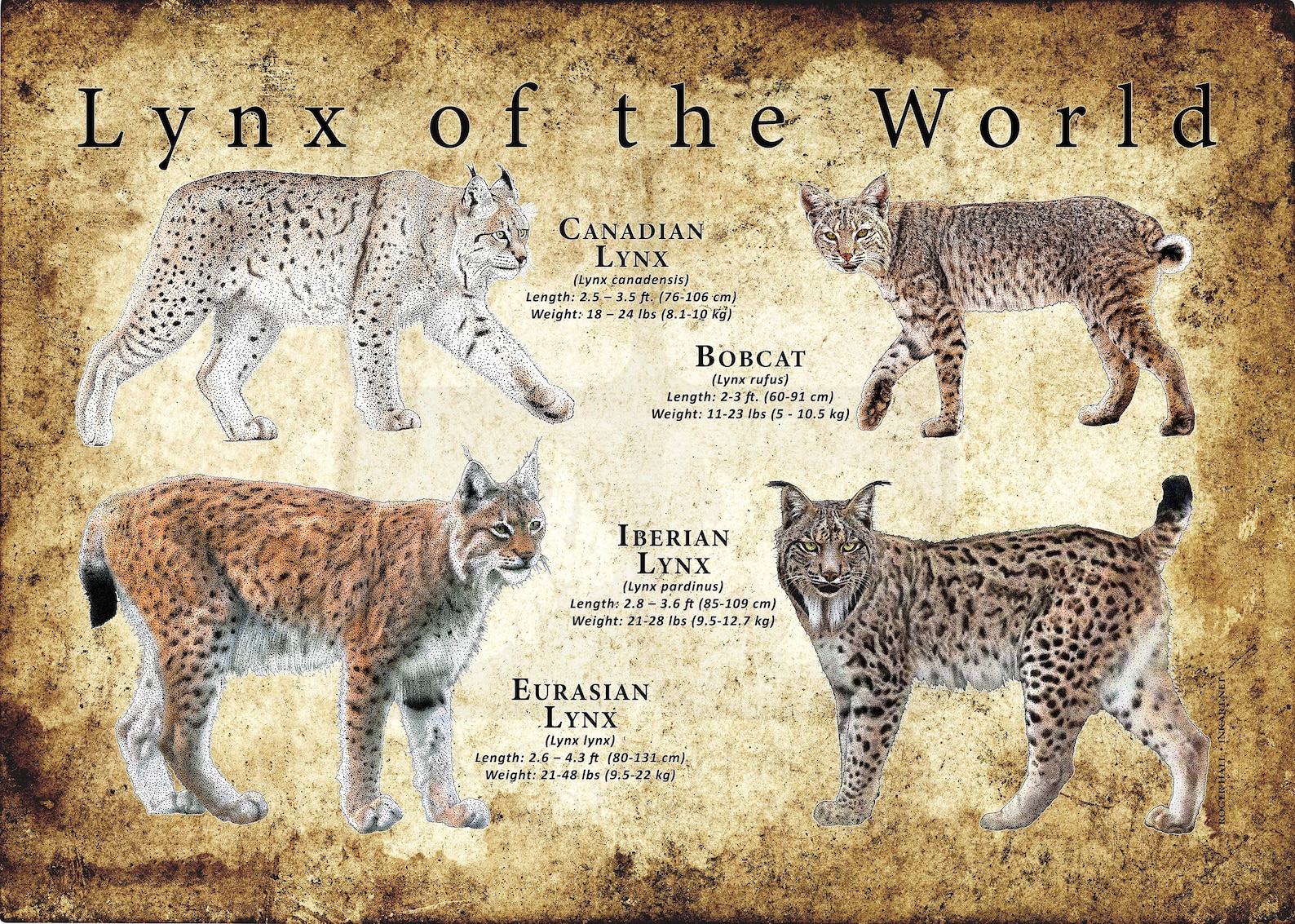 Lynx of the World Poster Print / Field Guide - Etsy