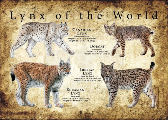 Lynx of the World Poster Print / Field Guide - Etsy