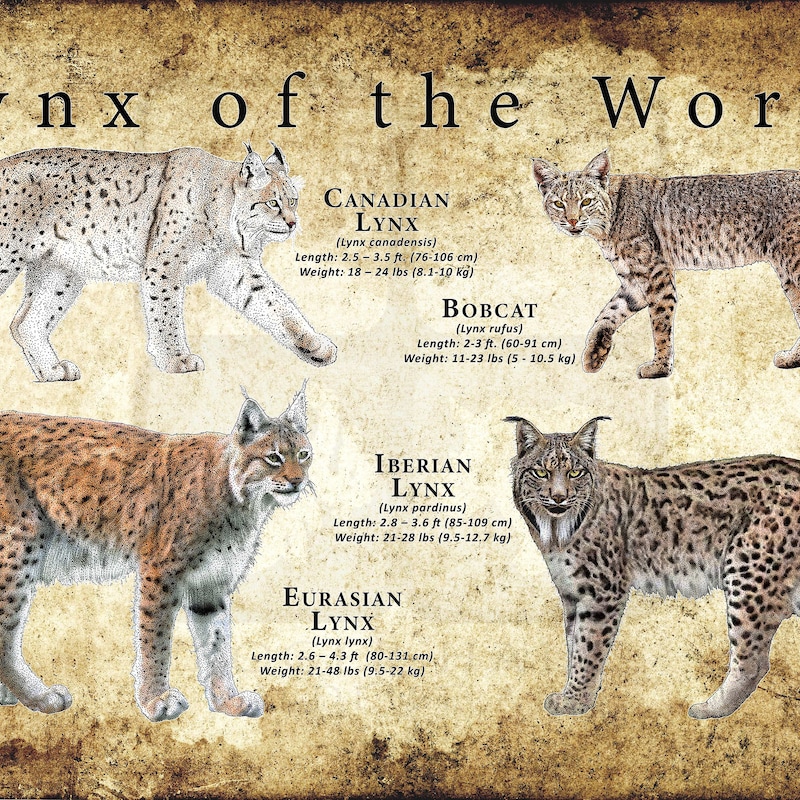 Therian Art Prints - Etsy