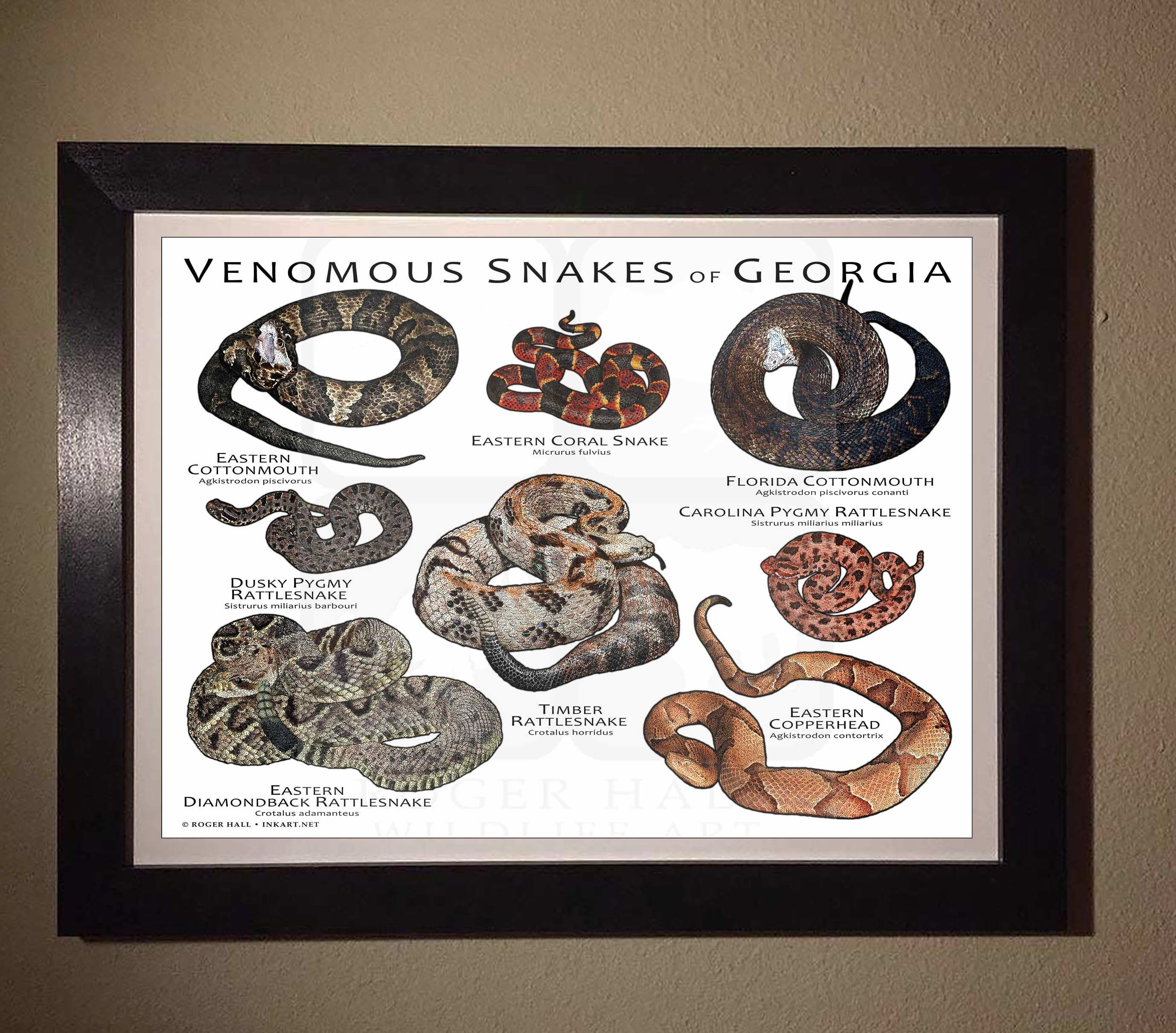 Venomous Snakes of Georgia Art Print / Field Guide - Etsy