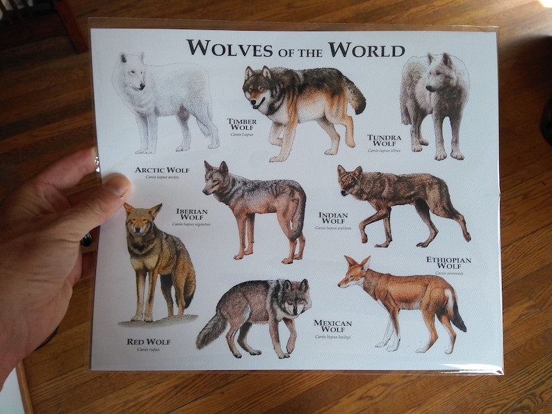 Wolves of the World Poster Print - SIGNED BY ARTIST! - Etsy