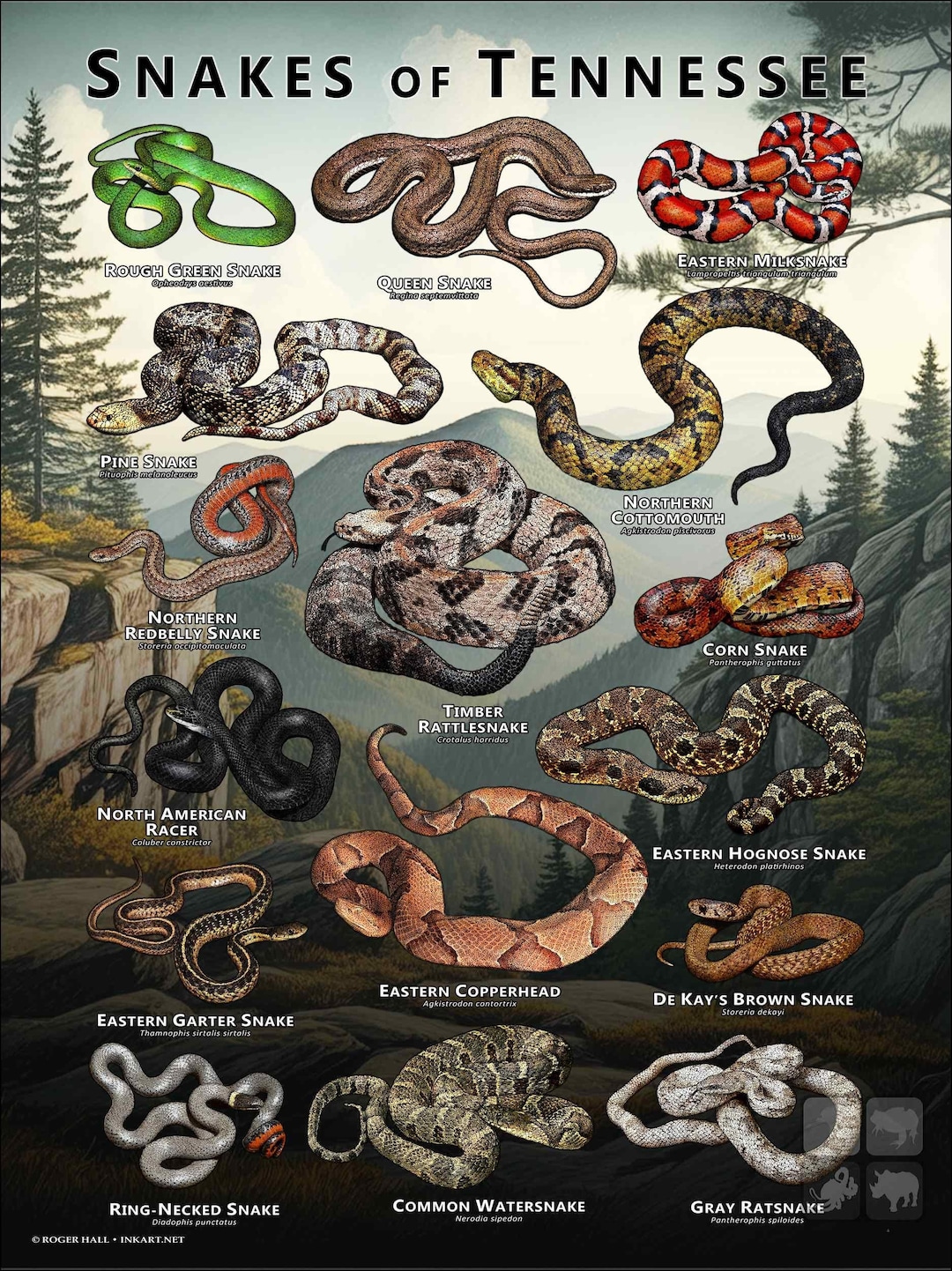 Snakes of Tennessee Poster Print/field Guide - SIGNED BY ARTIST! - Etsy