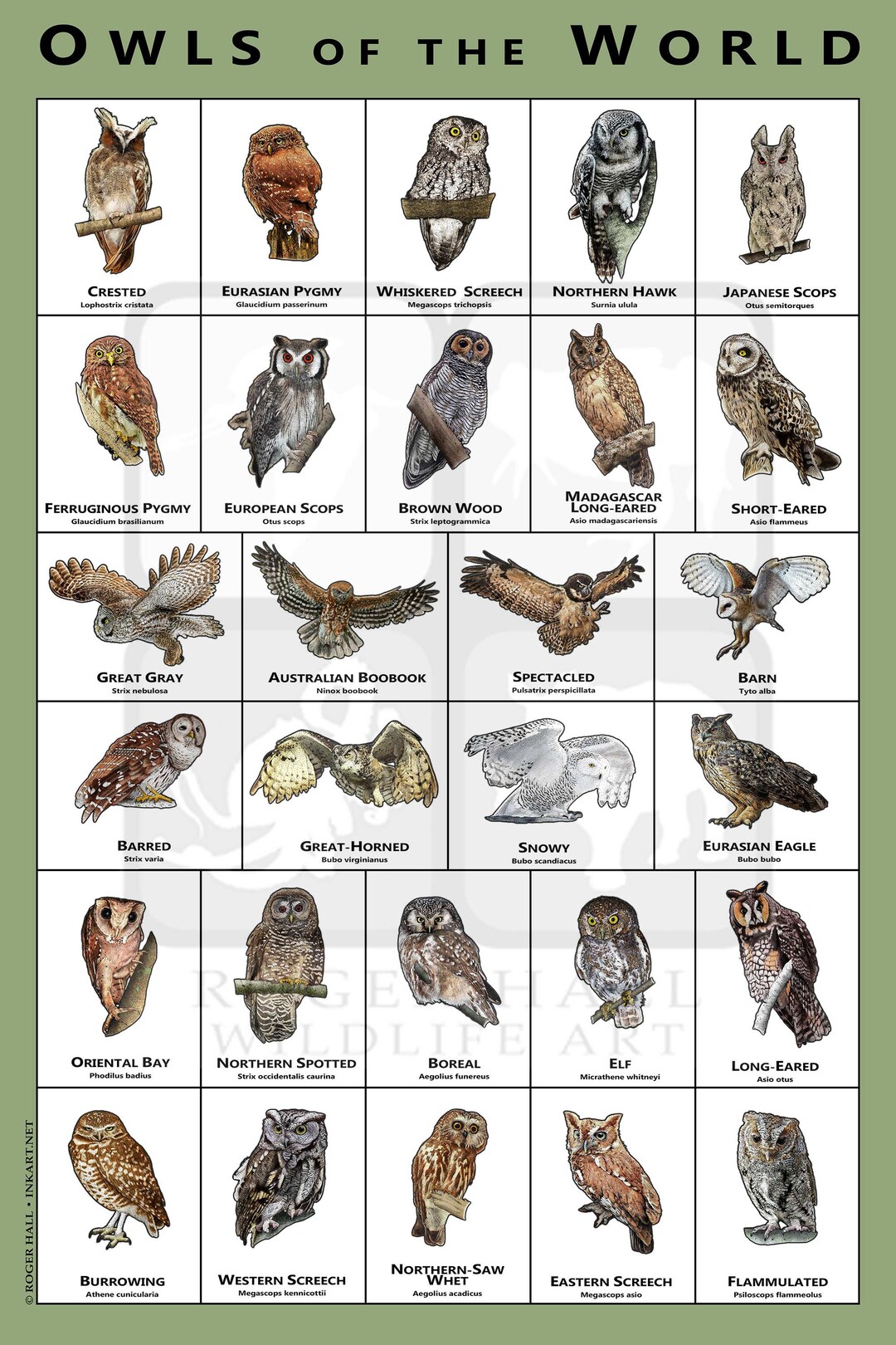 Owls of the World Art Print / Field Guide - Etsy