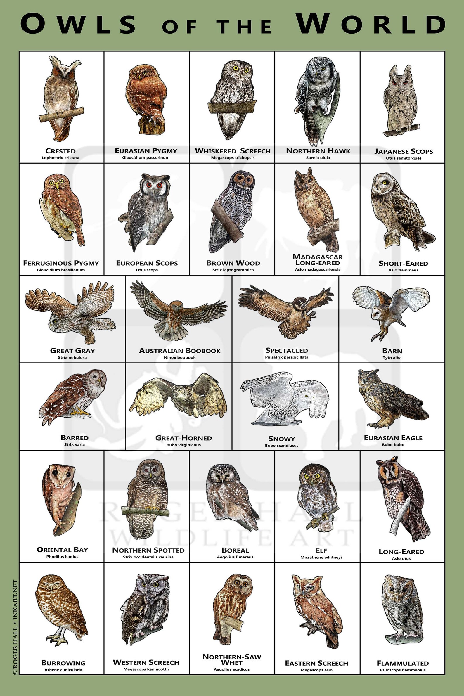 Owls of the World Art Print / Field Guide | Etsy