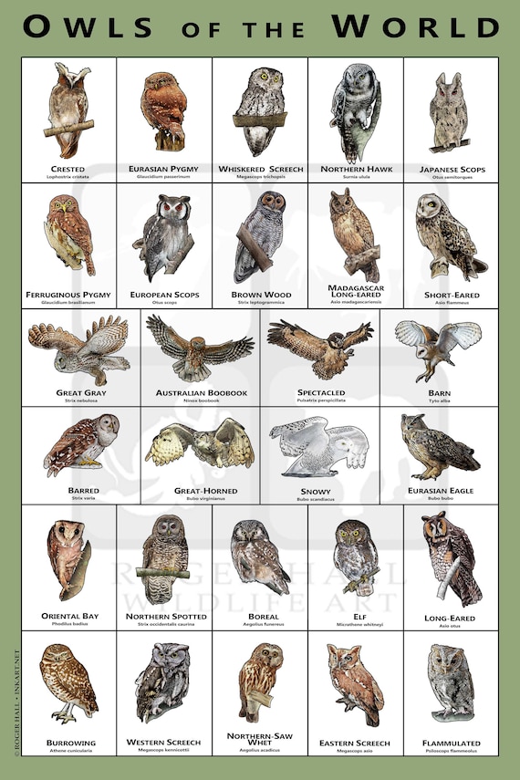 Owls of the World Art Print / Field Guide | Etsy