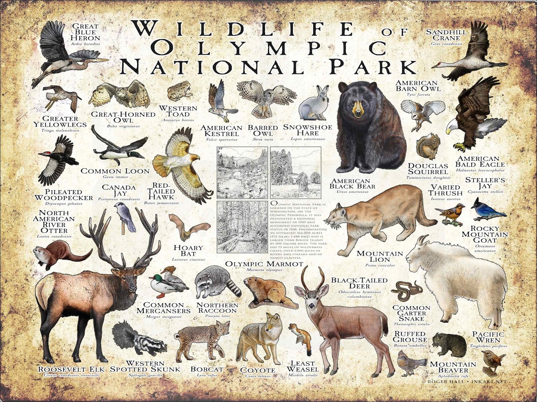 Wildlife of Olympic National Park Field Guide - Etsy