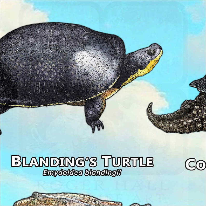 Freshwater Turtles of the Midwest Art Print / Field Guide - Etsy