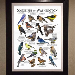 Songbirds of Washington Poster Print Field Guide - Etsy