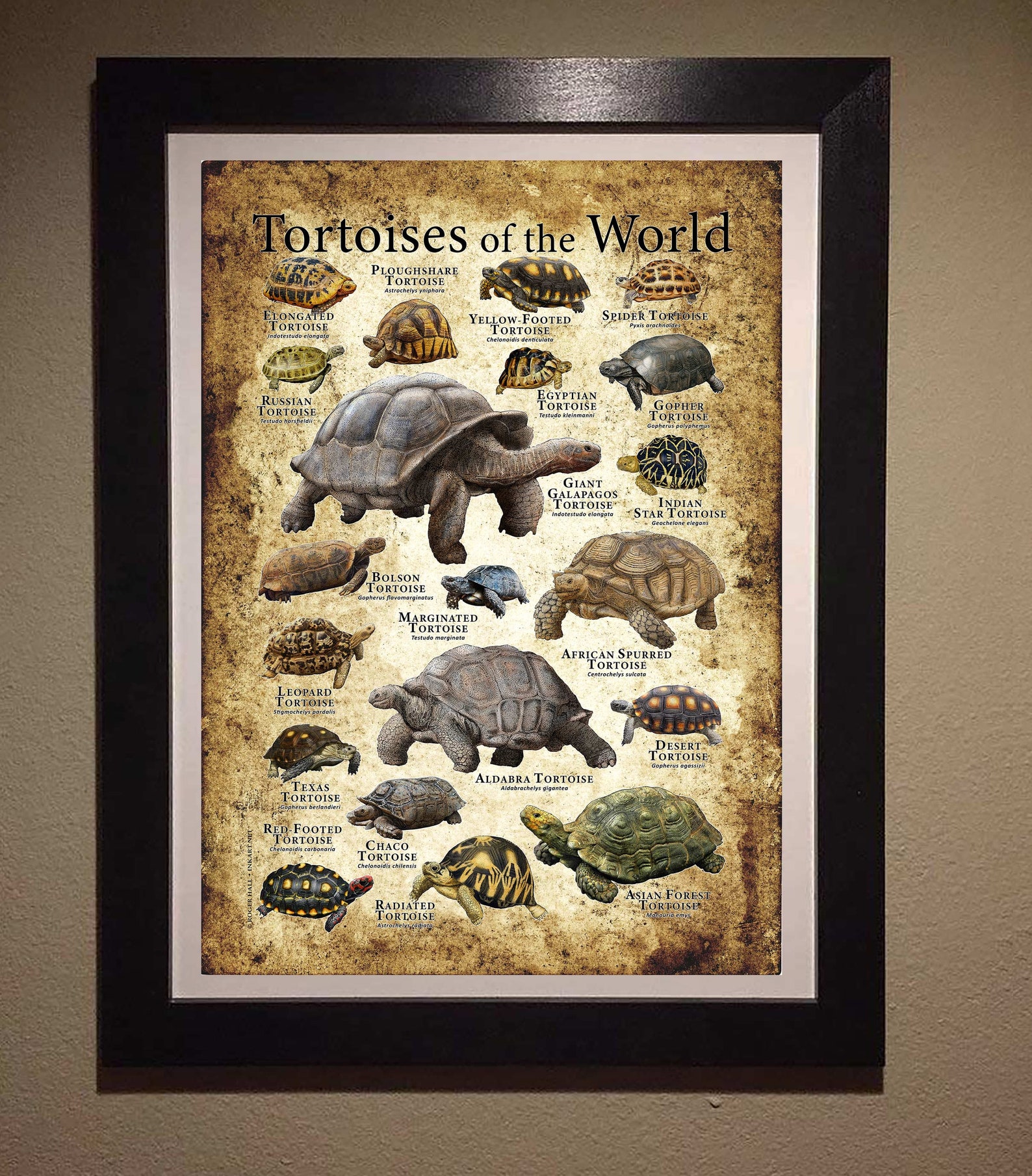 Tortoises of the World Poster Print | Etsy