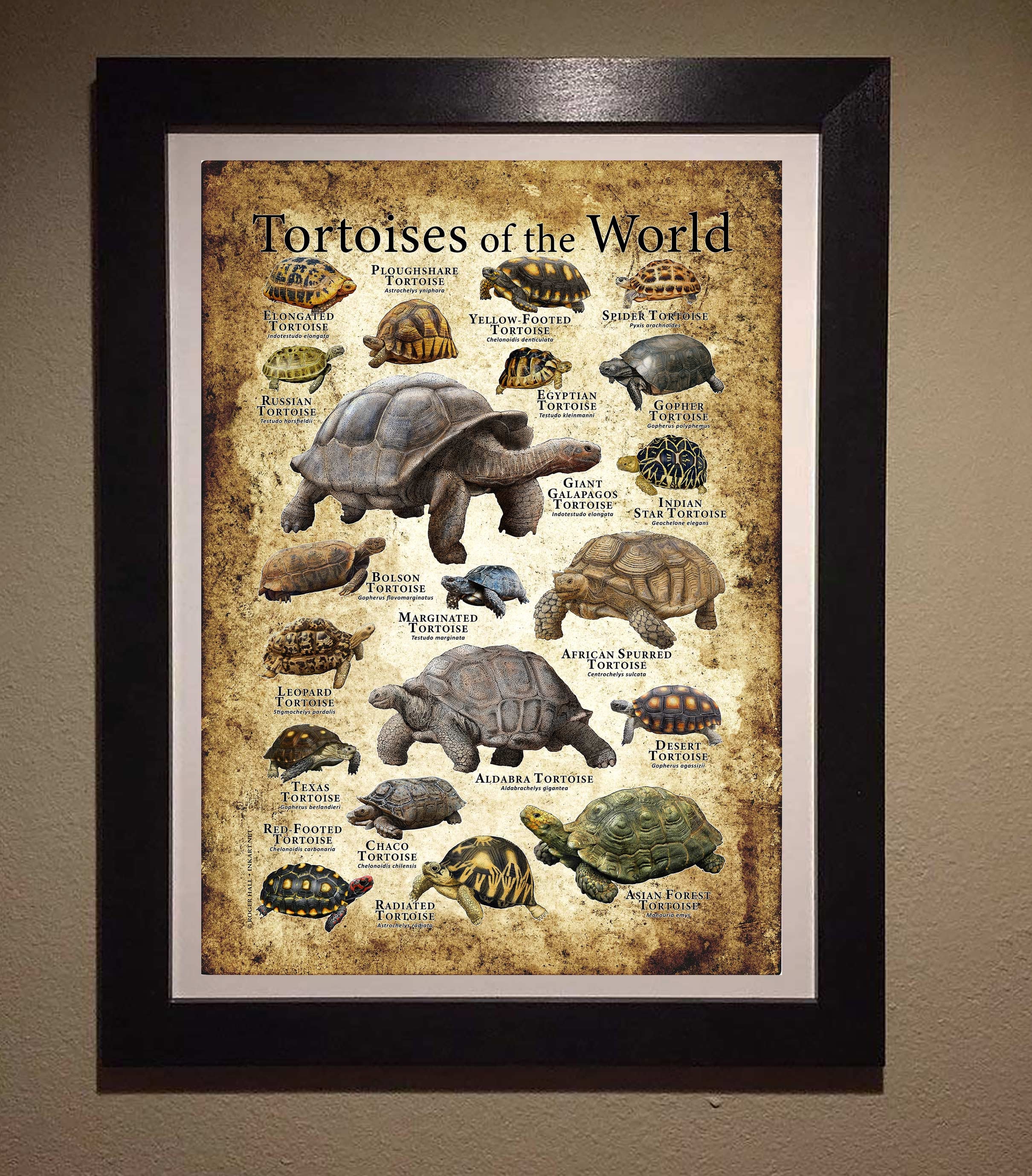Tortoises of the World Poster Print - SIGNED BY ARTIST - Etsy Canada