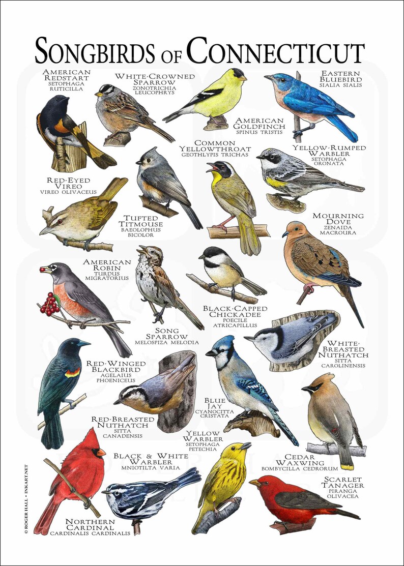 Songbirds of Connecticut Poster Print Field Guide - Etsy